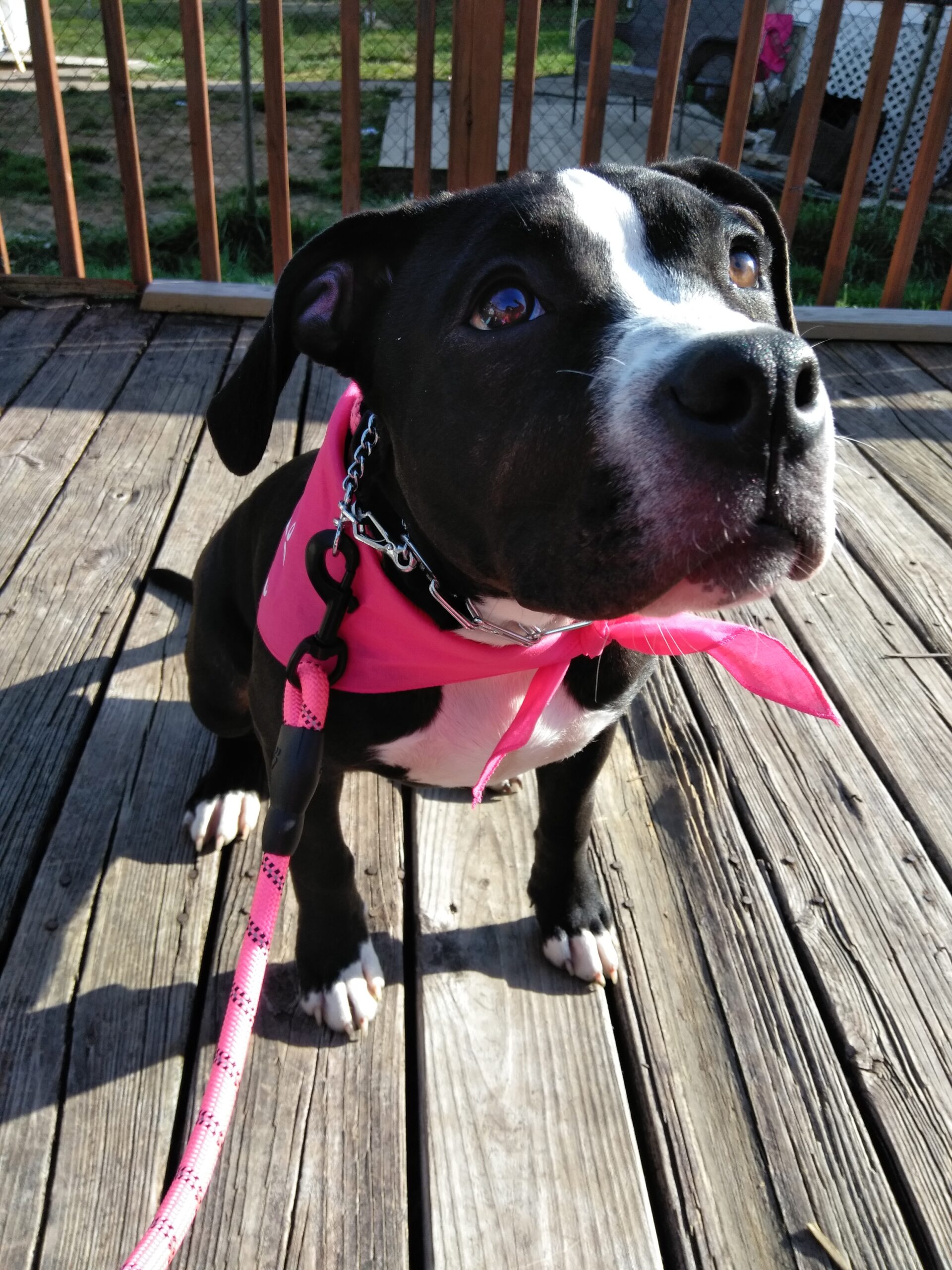 Our Dogs in Training - ELLAS Animals INC