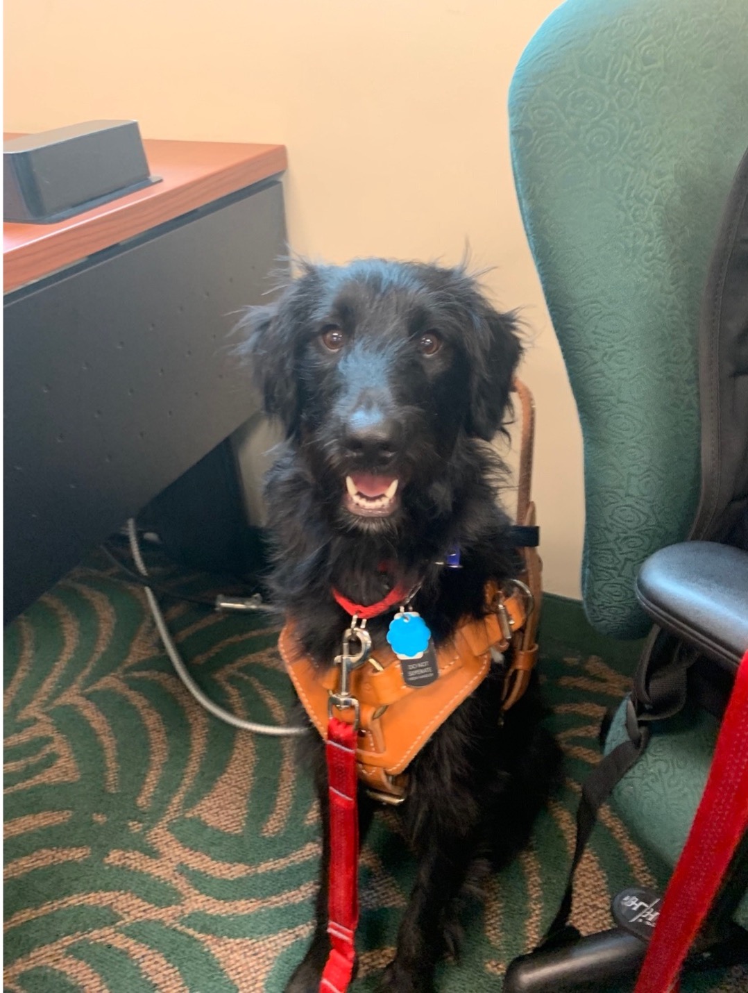 Having a service dog at college - ELLAS Animals INC