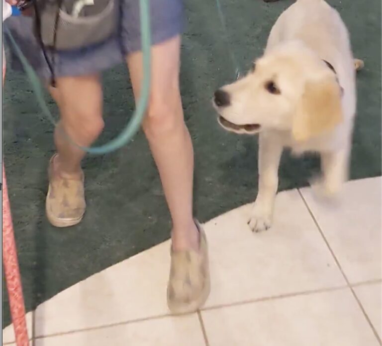 Adapting service dog training to a trainer’s disability